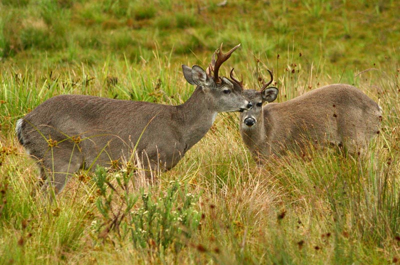 animales cuadrúpedos